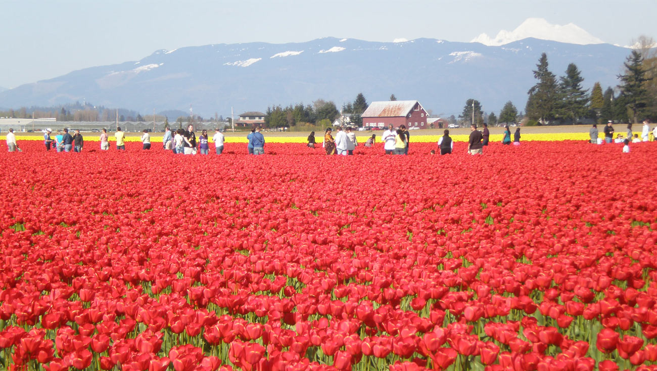 10 Spectacular Spring Bloom Destinations in the U.S. - Savored Journeys