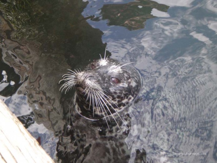 12 Amazing Things to Do in Victoria BC - Savored Journeys