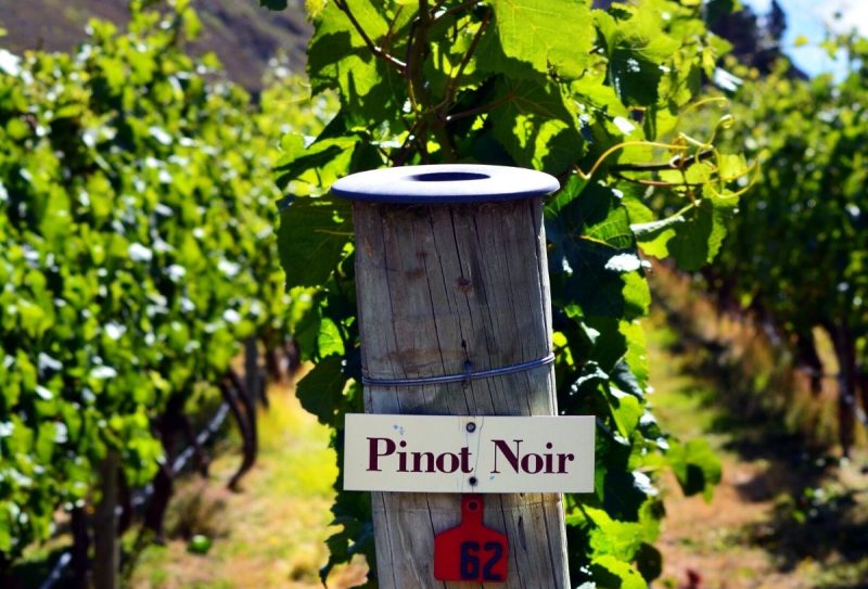 Where to Find the Best Willamette Valley Pinot Noir: 14+ Wineries to ...