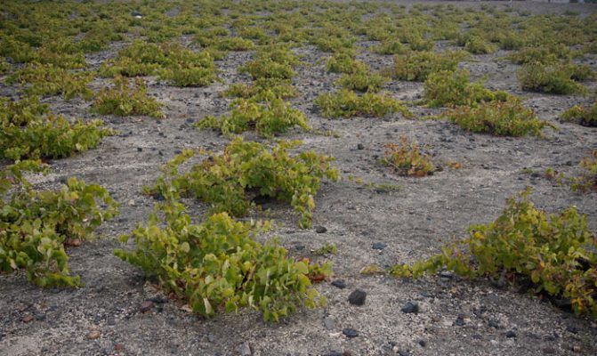 Taste Greek Wine on a Santorini Wine Tour - Savored Journeys