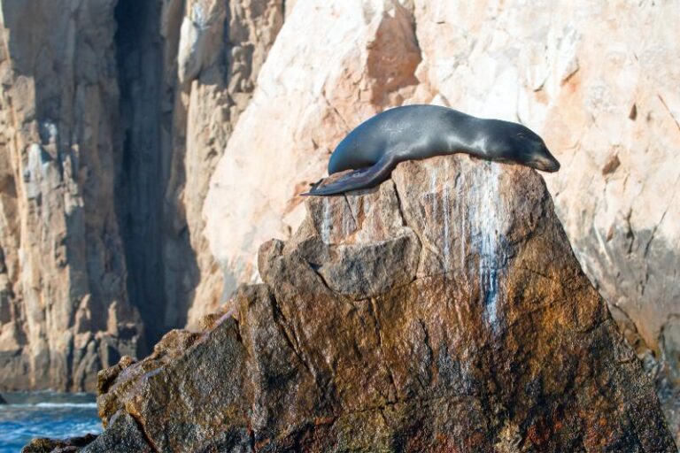 21 Fantastic Things to Do in Cabo San Lucas, Mexico - Savored Journeys