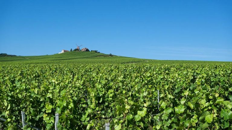 Wine-Lovers’ Guide to the Champagne Region in France - Savored Journeys