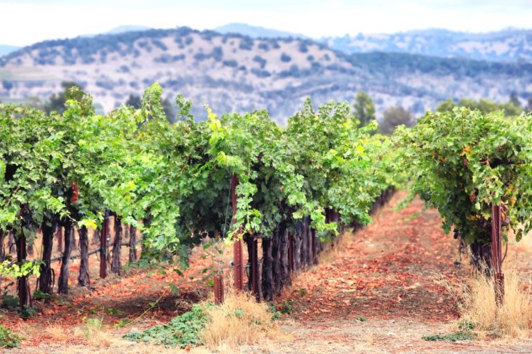 Best California Wine Regions to Visit - Savored Journeys