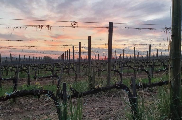 6 Must-Visit Wineries in Tokaj, Hungary - Savored Journeys