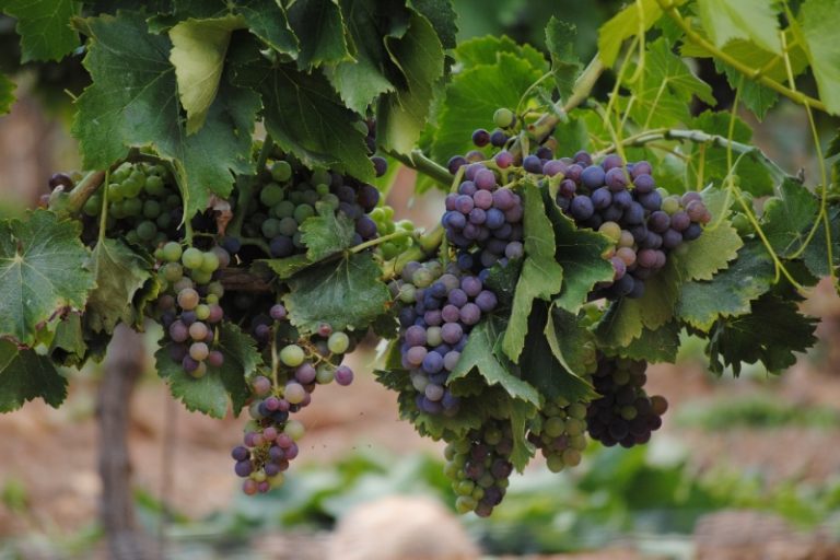 12 Best Minnesota Wineries To Visit - Savored Journeys