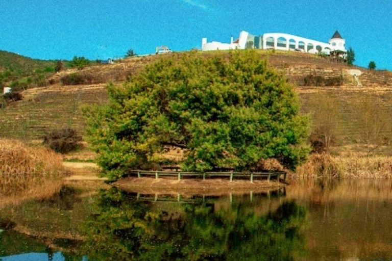 Best Chile Wine Regions to Visit - Savored Journeys