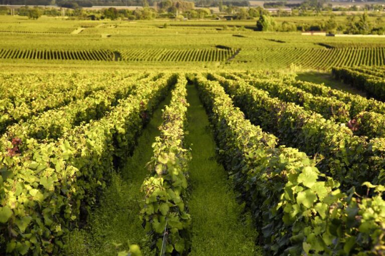 Burgundy Wine Regions: How & Where to Go Wine Tasting - Savored Journeys