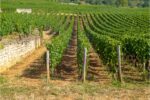 10 Top North Fork Wineries To Visit - Savored Journeys
