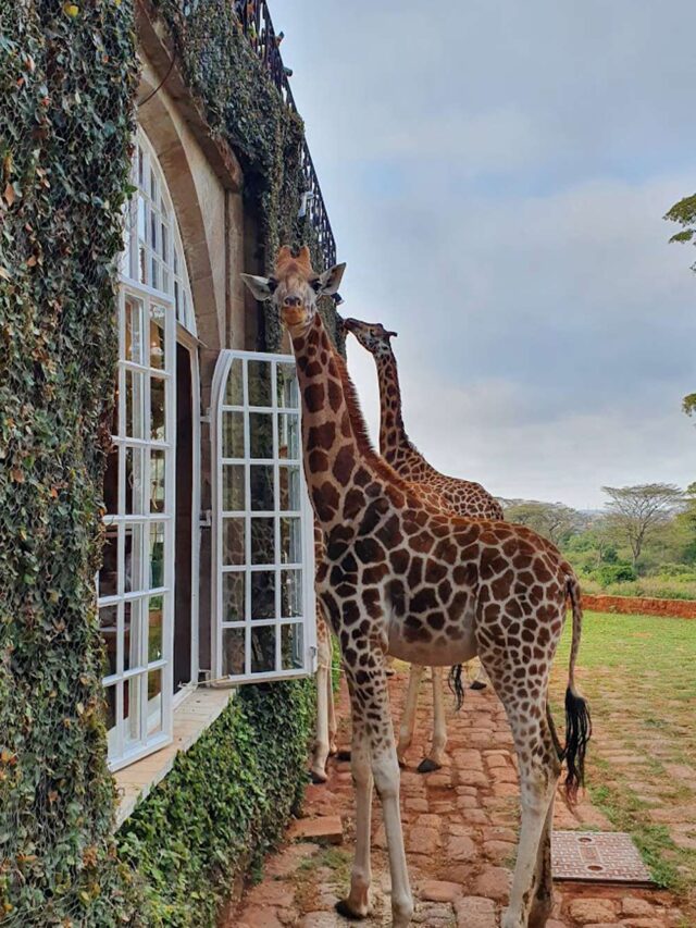 Giraffe Manor in Kenya: What It’s Like, Cost, & More - Savored Journeys
