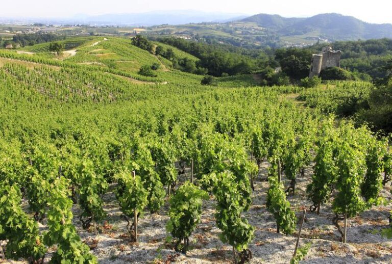14 Best Rhône Valley Wineries to Visit in 2024 - Savored Journeys