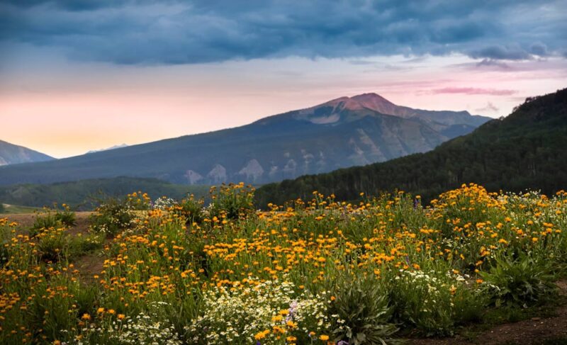 10 Spectacular Spring Bloom Destinations in the U.S. - Savored Journeys